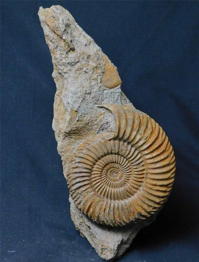 UK fossils including British ammonites - Fossils Direct