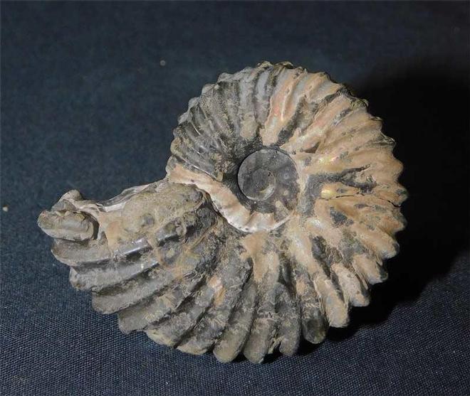 UK fossils including British ammonites - Fossils Direct