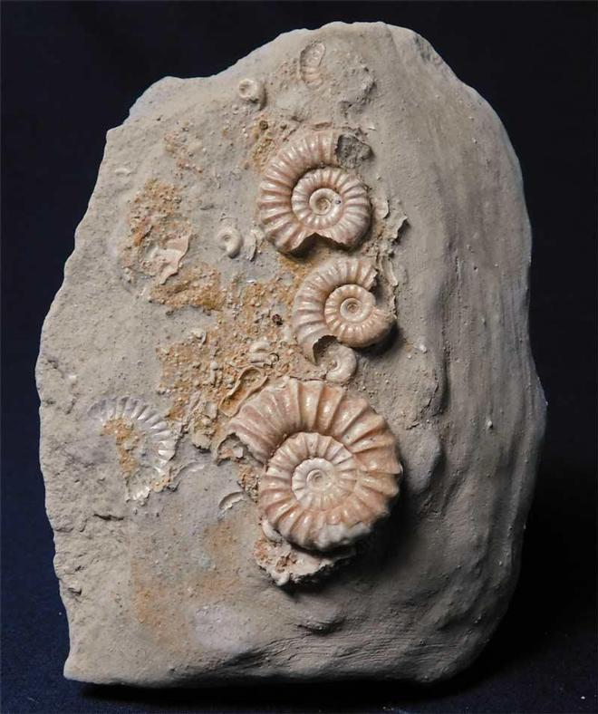 UK fossils including British ammonites - Fossils Direct