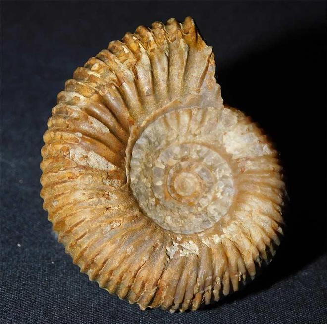 UK fossils including British ammonites - Fossils Direct