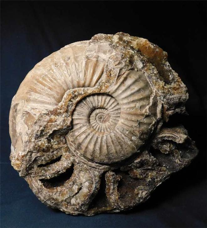 UK fossils including British ammonites - Fossils Direct