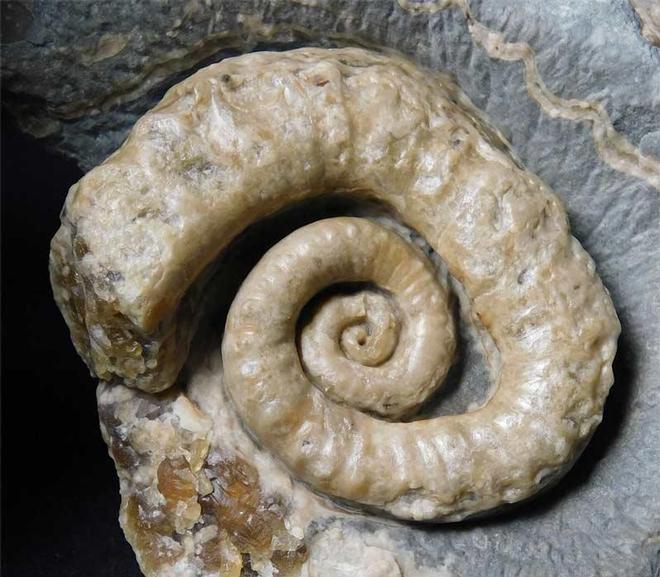 UK fossils including British ammonites - Fossils Direct