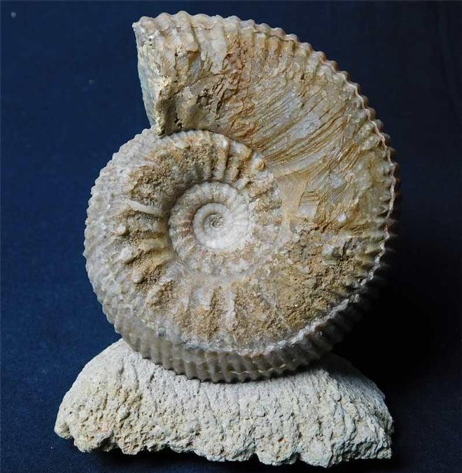 UK fossils including British ammonites - Fossils Direct