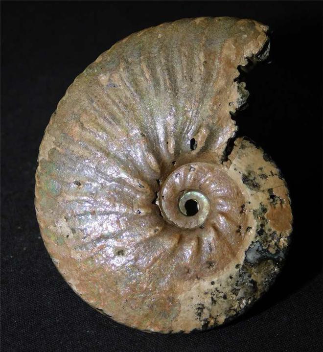 UK fossils including British ammonites - Fossils Direct