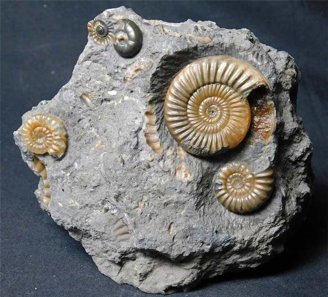 UK fossils including British ammonites - Fossils Direct