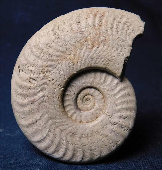 UK fossils including British ammonites - Fossils Direct