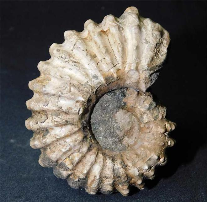 UK fossils including British ammonites - Fossils Direct