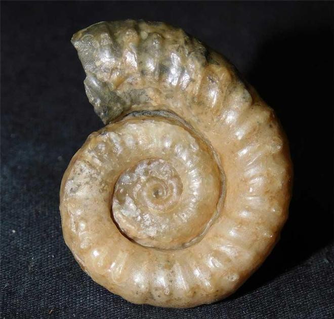 UK fossils including British ammonites - Fossils Direct