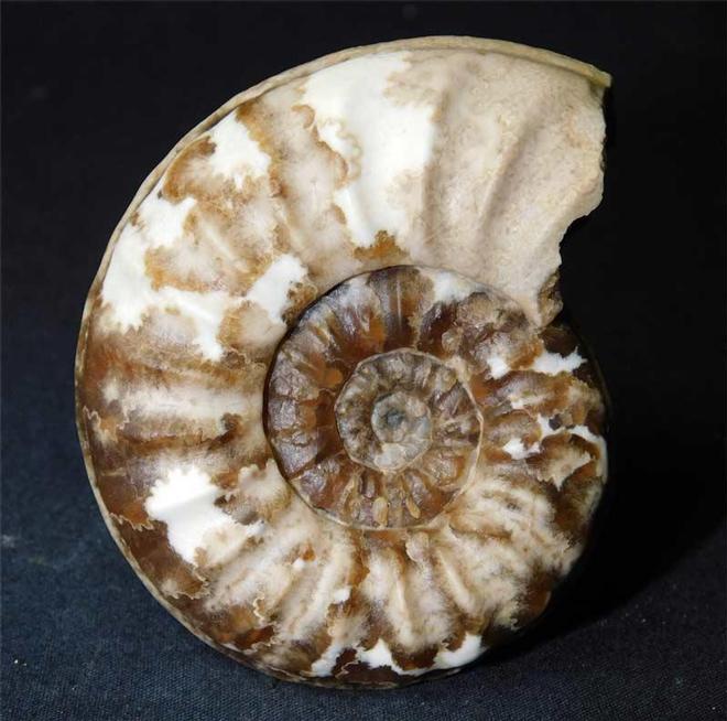 UK fossils including British ammonites - Fossils Direct