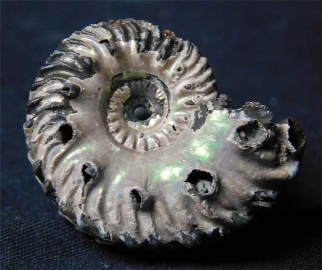 UK fossils including British ammonites - Fossils Direct