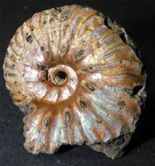 UK fossils including British ammonites - Fossils Direct