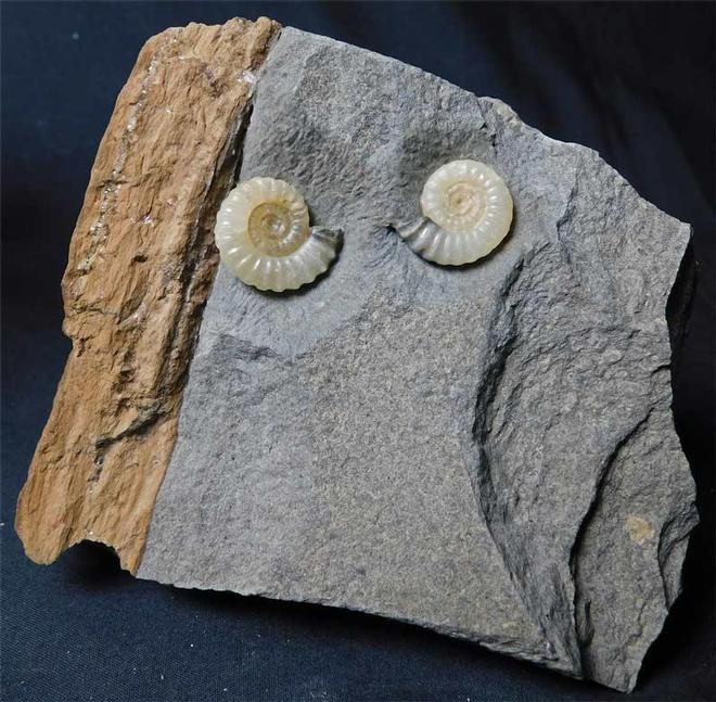 UK fossils including British ammonites - Fossils Direct