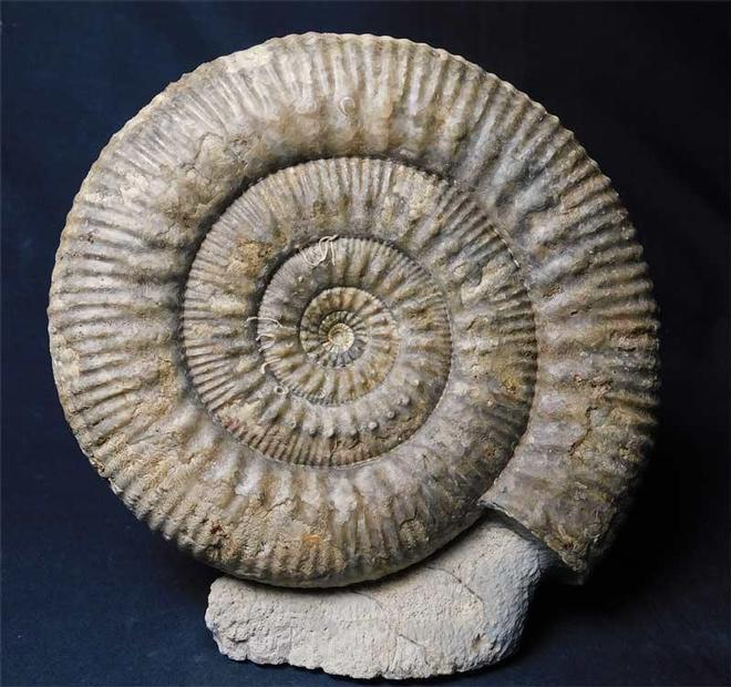 UK fossils including British ammonites - Fossils Direct