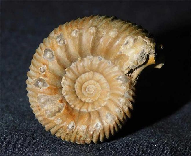 UK fossils including British ammonites - Fossils Direct