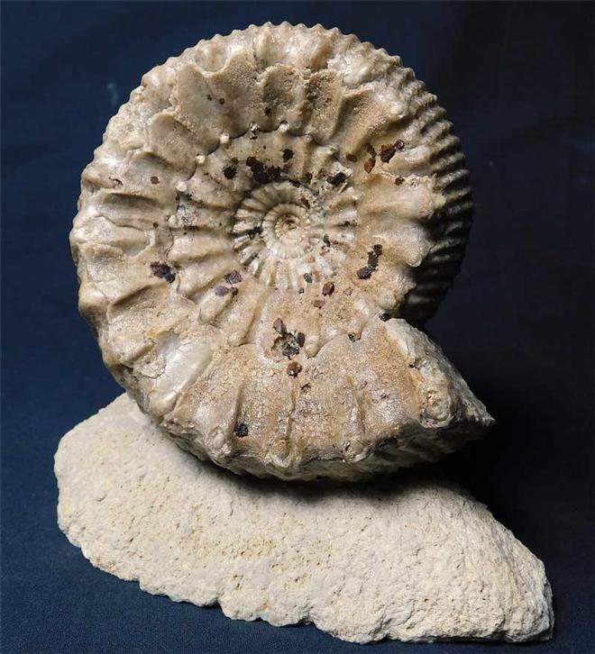 UK fossils including British ammonites - Fossils Direct