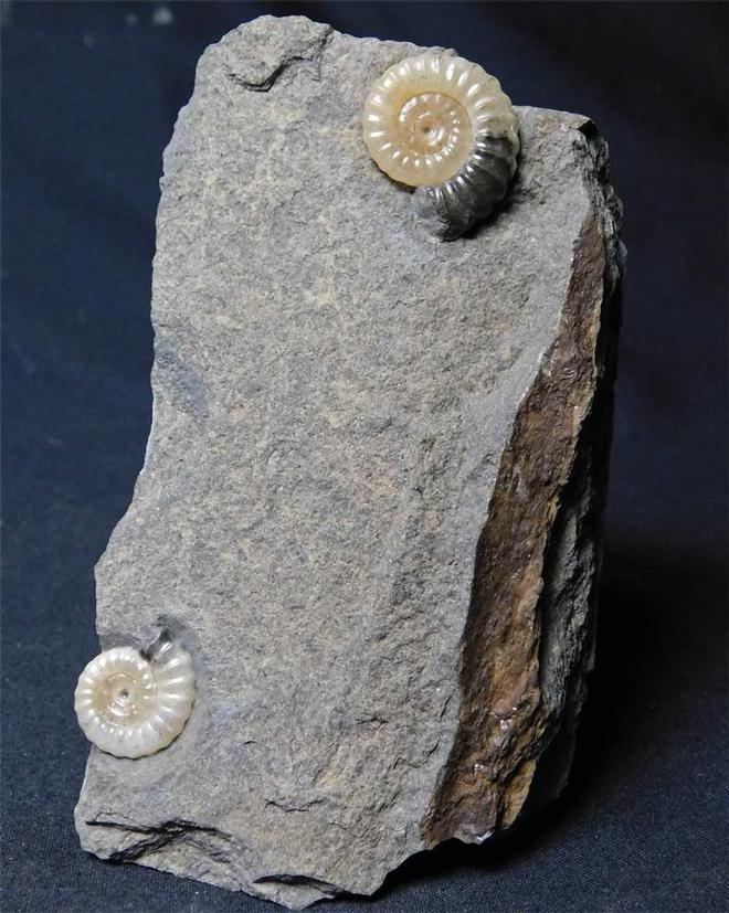 UK fossils including British ammonites - Fossils Direct