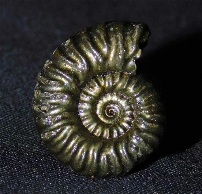 UK fossils including British ammonites - Fossils Direct