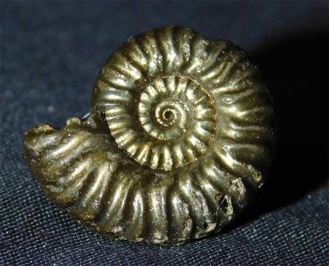 UK fossils including British ammonites - Fossils Direct