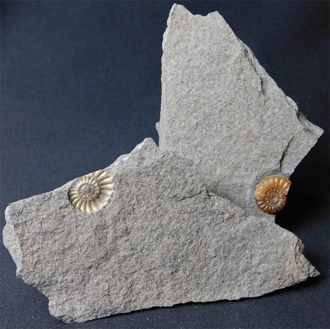 UK fossils including British ammonites - Fossils Direct