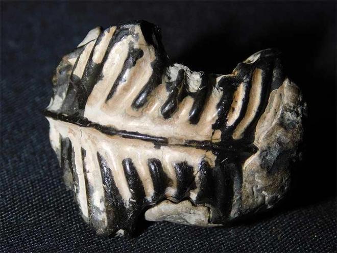 UK fossils including British ammonites - Fossils Direct