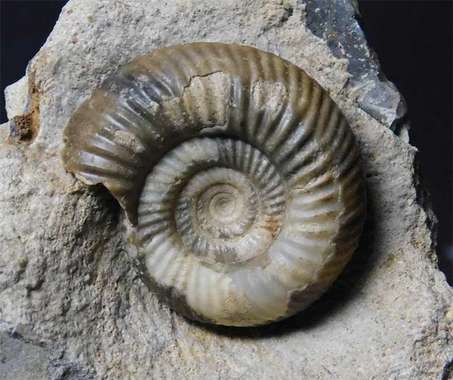 UK fossils including British ammonites - Fossils Direct
