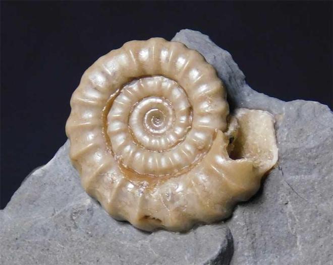 UK fossils including British ammonites - Fossils Direct