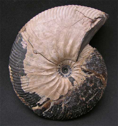 UK fossils including British ammonites - Fossils Direct