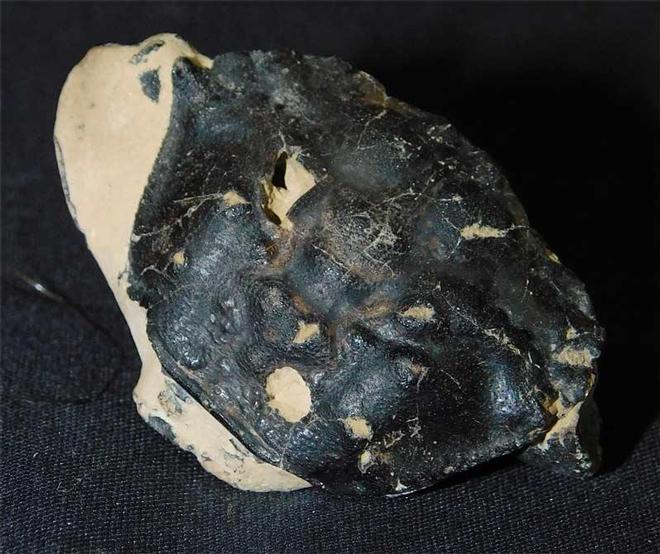 UK fossils including British ammonites - Fossils Direct