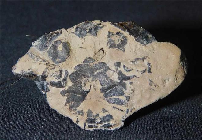 UK fossils including British ammonites - Fossils Direct
