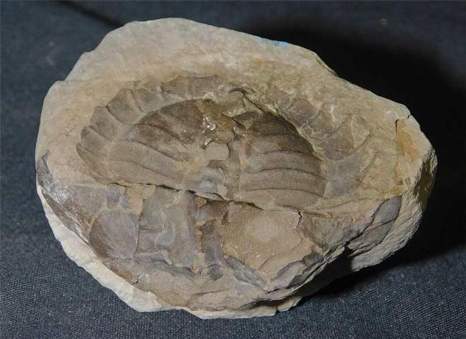 UK fossils including British ammonites - Fossils Direct