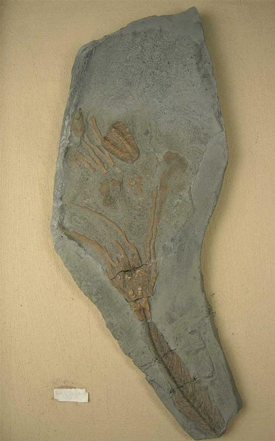 UK fossils including British ammonites - Fossils Direct