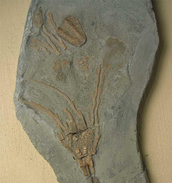 UK fossils including British ammonites - Fossils Direct