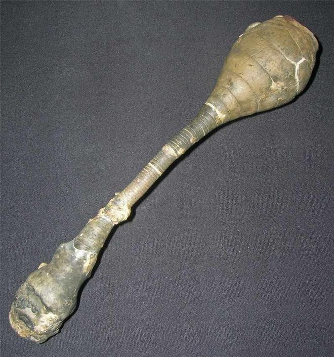 UK fossils including British ammonites - Fossils Direct