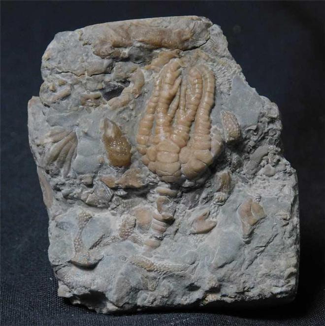 UK fossils including British ammonites - Fossils Direct