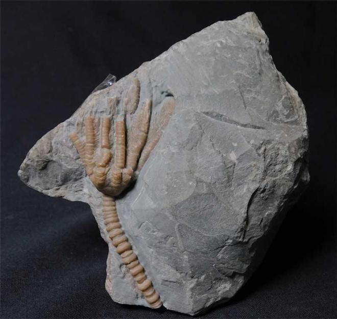 UK fossils including British ammonites - Fossils Direct