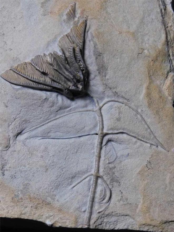 UK fossils including British ammonites - Fossils Direct