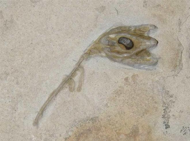 UK fossils including British ammonites - Fossils Direct