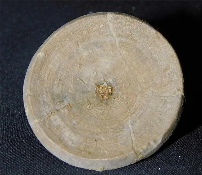 UK fossils including British ammonites - Fossils Direct