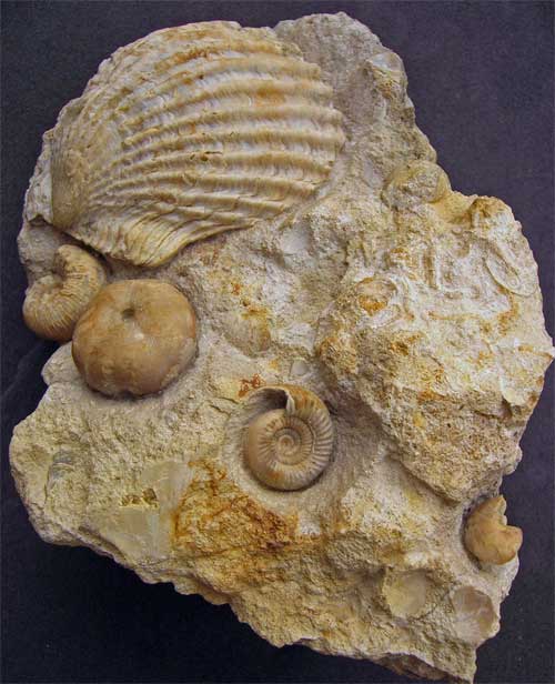 UK fossils including British ammonites - Fossils Direct