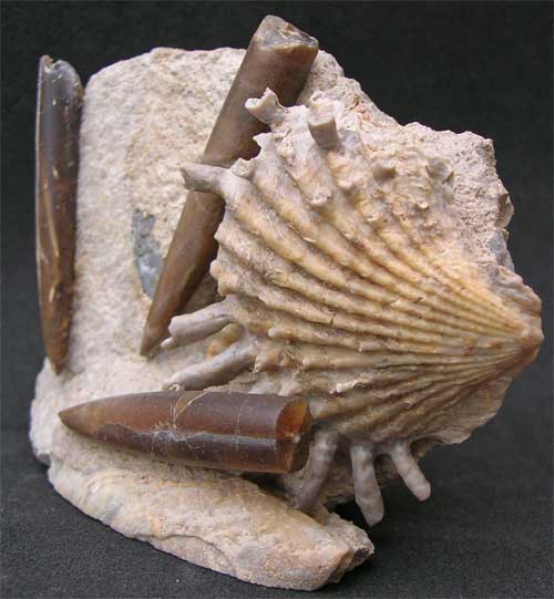 UK fossils including British ammonites - Fossils Direct