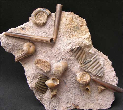 UK fossils including British ammonites - Fossils Direct