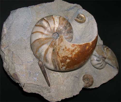 UK fossils including British ammonites - Fossils Direct