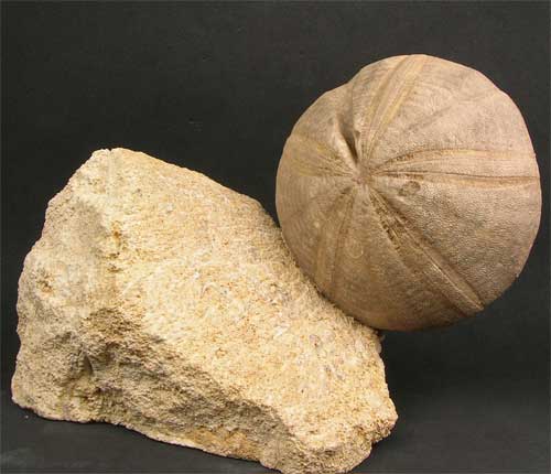 UK fossils including British ammonites - Fossils Direct