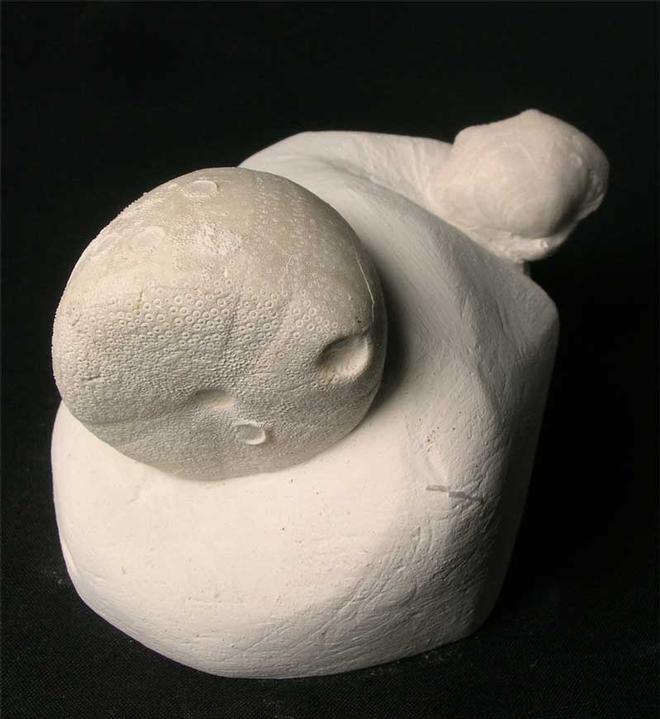 UK fossils including British ammonites - Fossils Direct