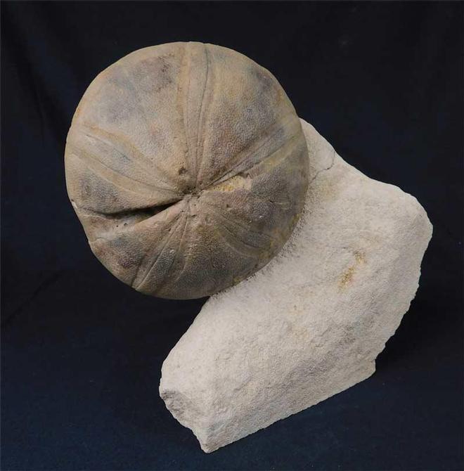 UK fossils including British ammonites - Fossils Direct