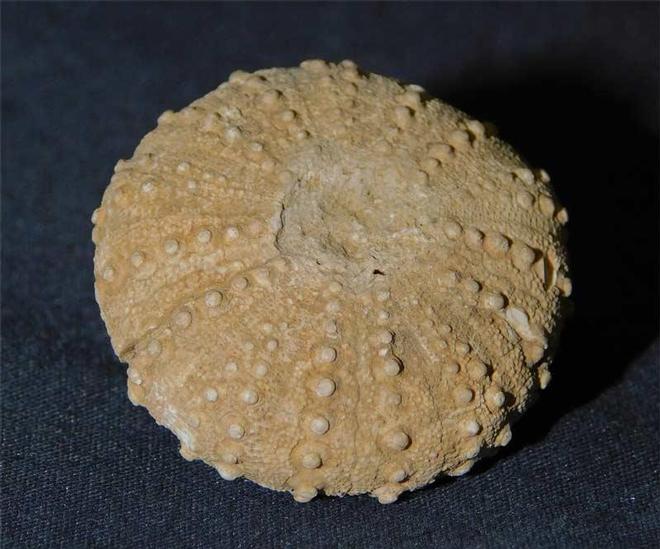UK fossils including British ammonites - Fossils Direct