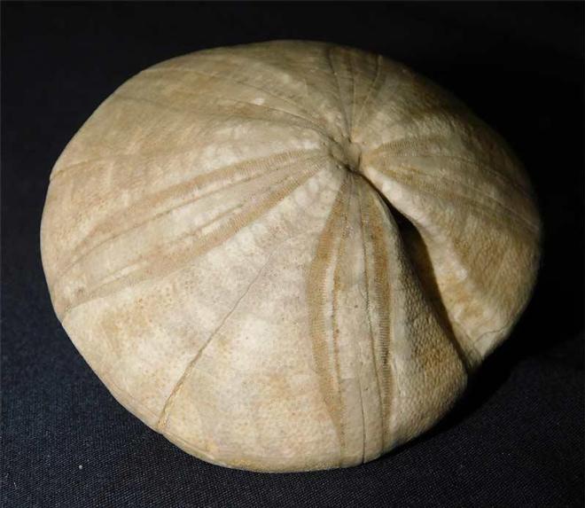 UK fossils including British ammonites - Fossils Direct