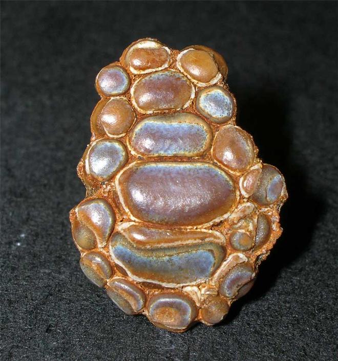 UK fossils including British ammonites - Fossils Direct