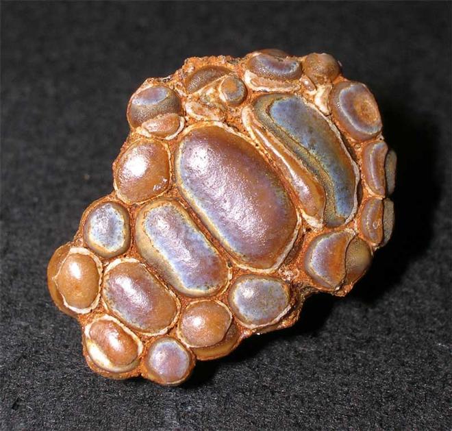 UK fossils including British ammonites - Fossils Direct