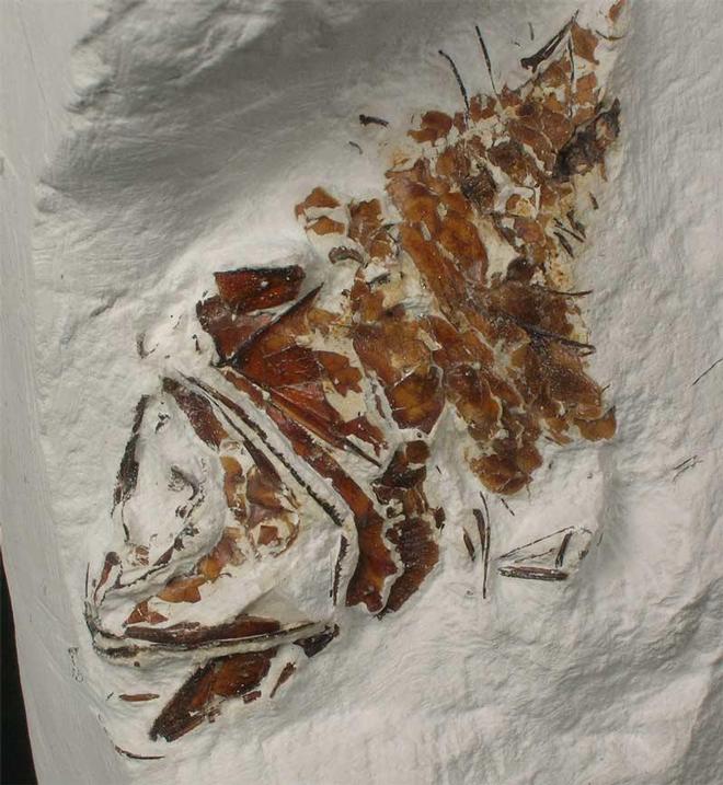 UK fossils including British ammonites - Fossils Direct